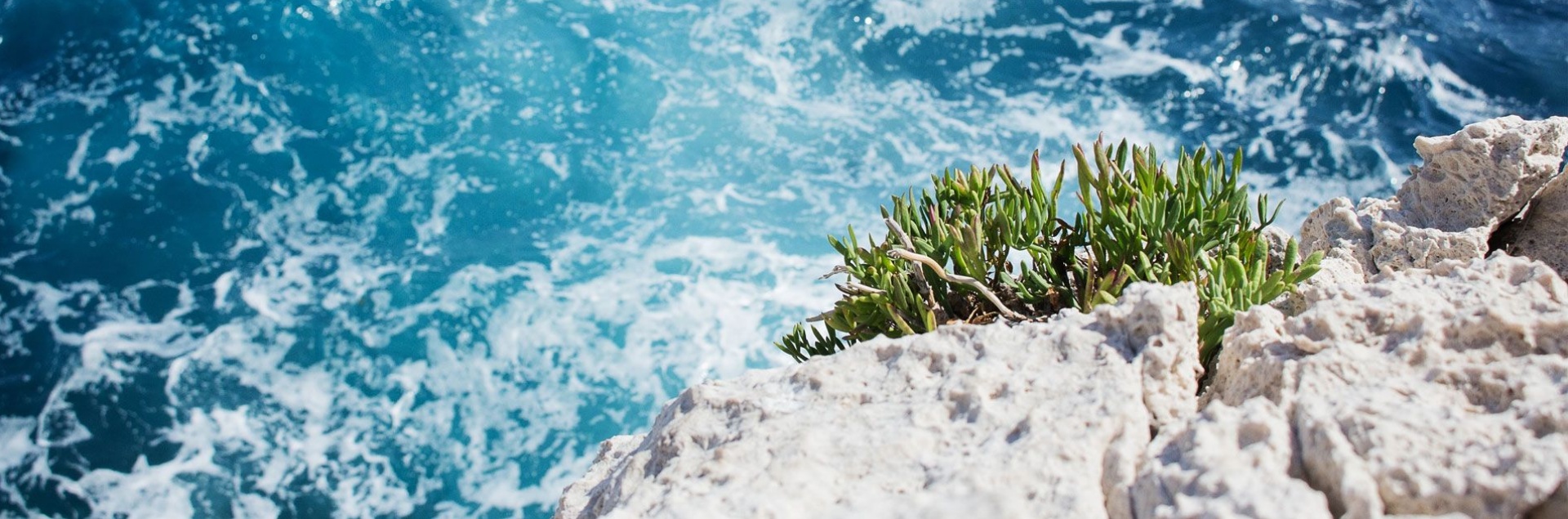 Κρίταμο: Το βότανο του γιαλού που δυναμώνει το ανοσοποιητικό και είναι ...